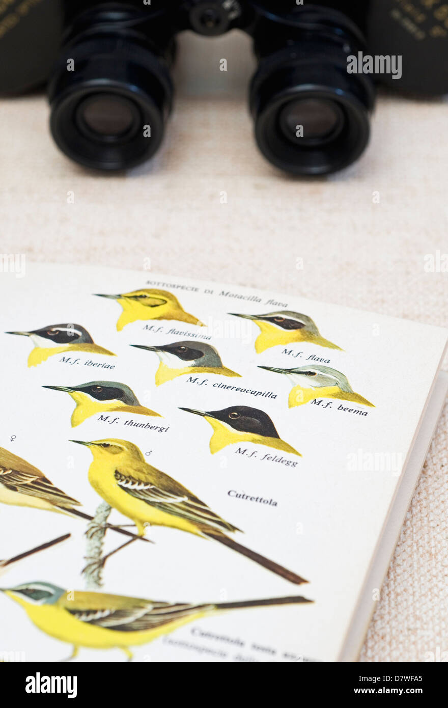 birdwatching guide with birds illustration Stock Photo - Alamy