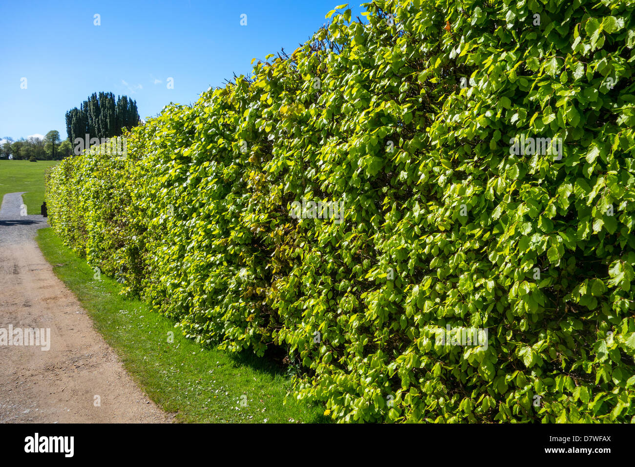 New leaves on a mature beech hedge in Spring Stock Photo - Alamy