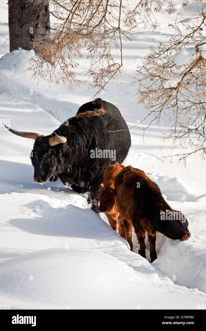 Urus aurochs cattle cattles hi-res stock photography and images - Alamy