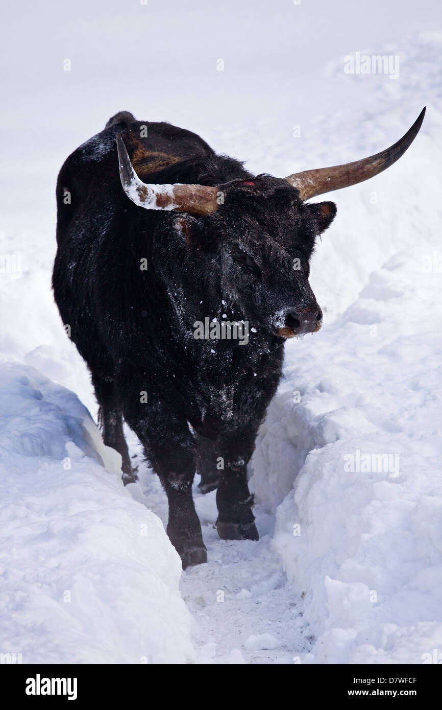 Urus aurochs cattle cattles hi-res stock photography and images - Alamy