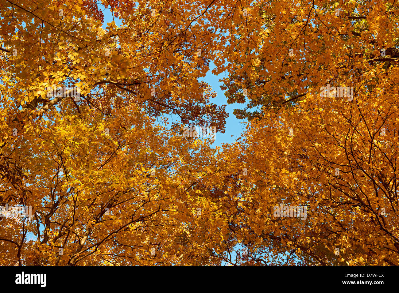 Fall in, Ontario Hilton Falls conservation area Stock Photo - Alamy