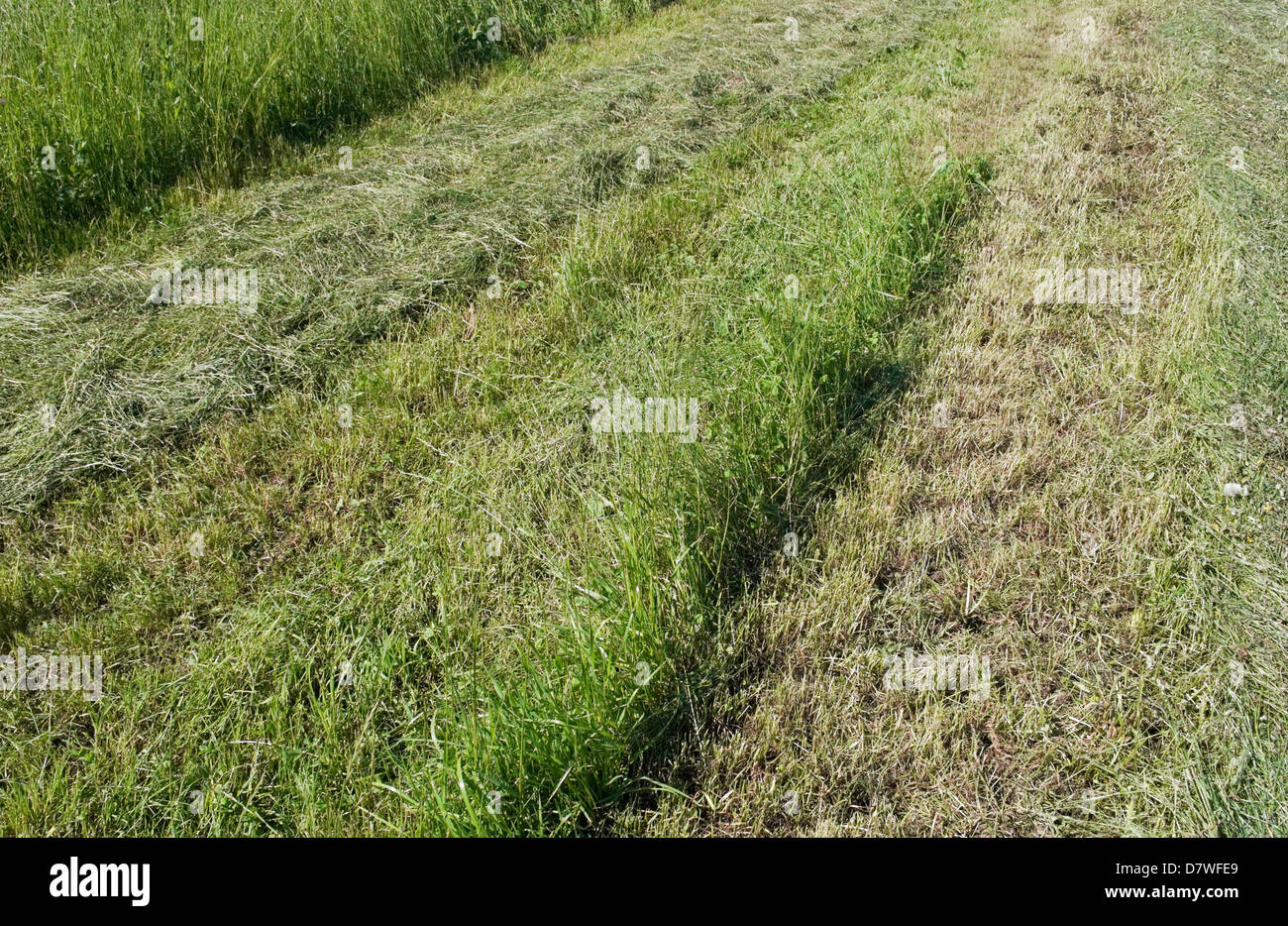 freshly cut grass Stock Photo - Alamy
