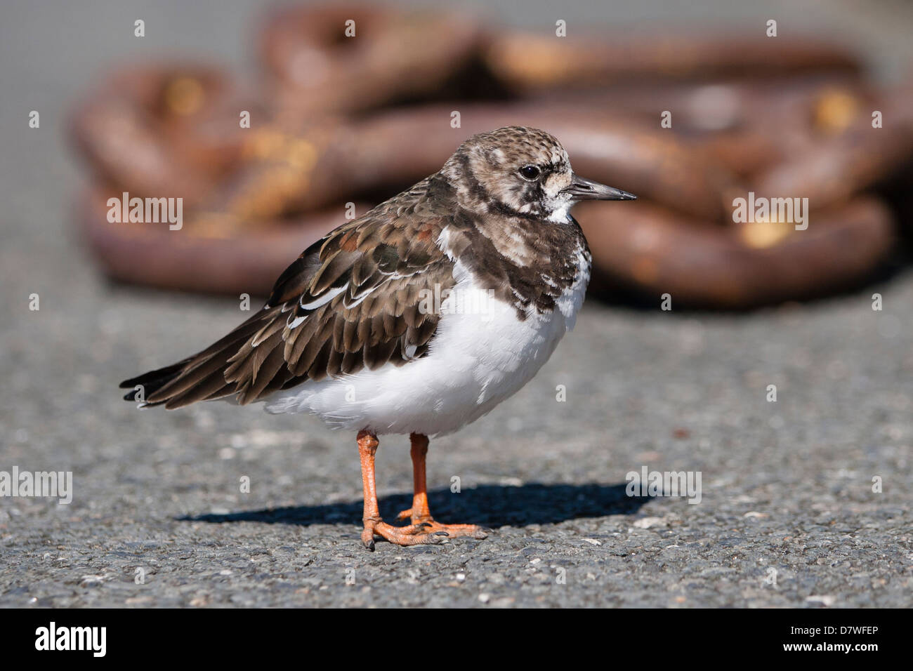 Juvenile Turnstone - Arenaria interpres, on Padstow Harbour wall ...