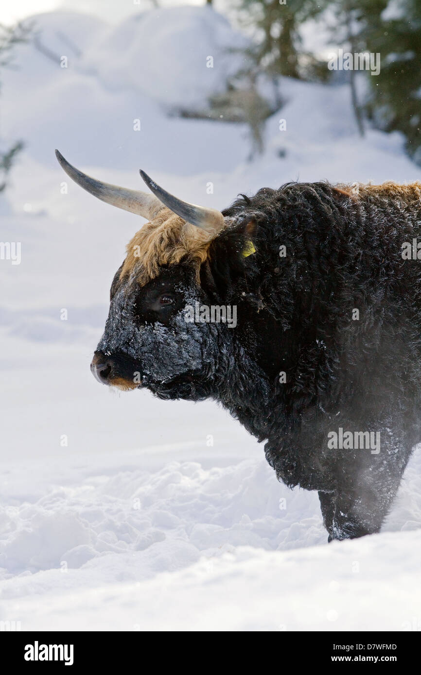 Urus aurochs cattle cattles hi-res stock photography and images - Alamy