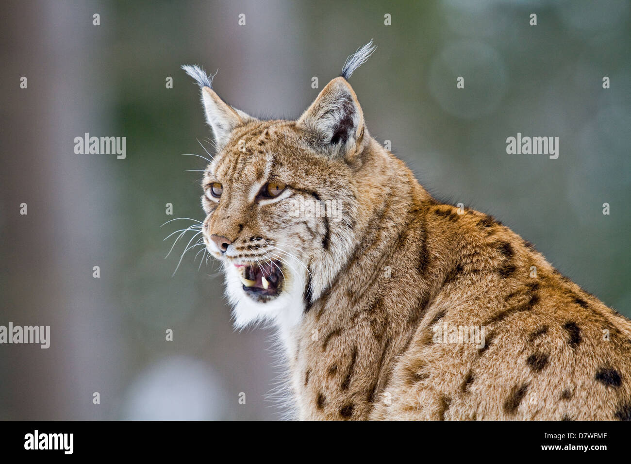 Lynx snow licking hi-res stock photography and images - Alamy