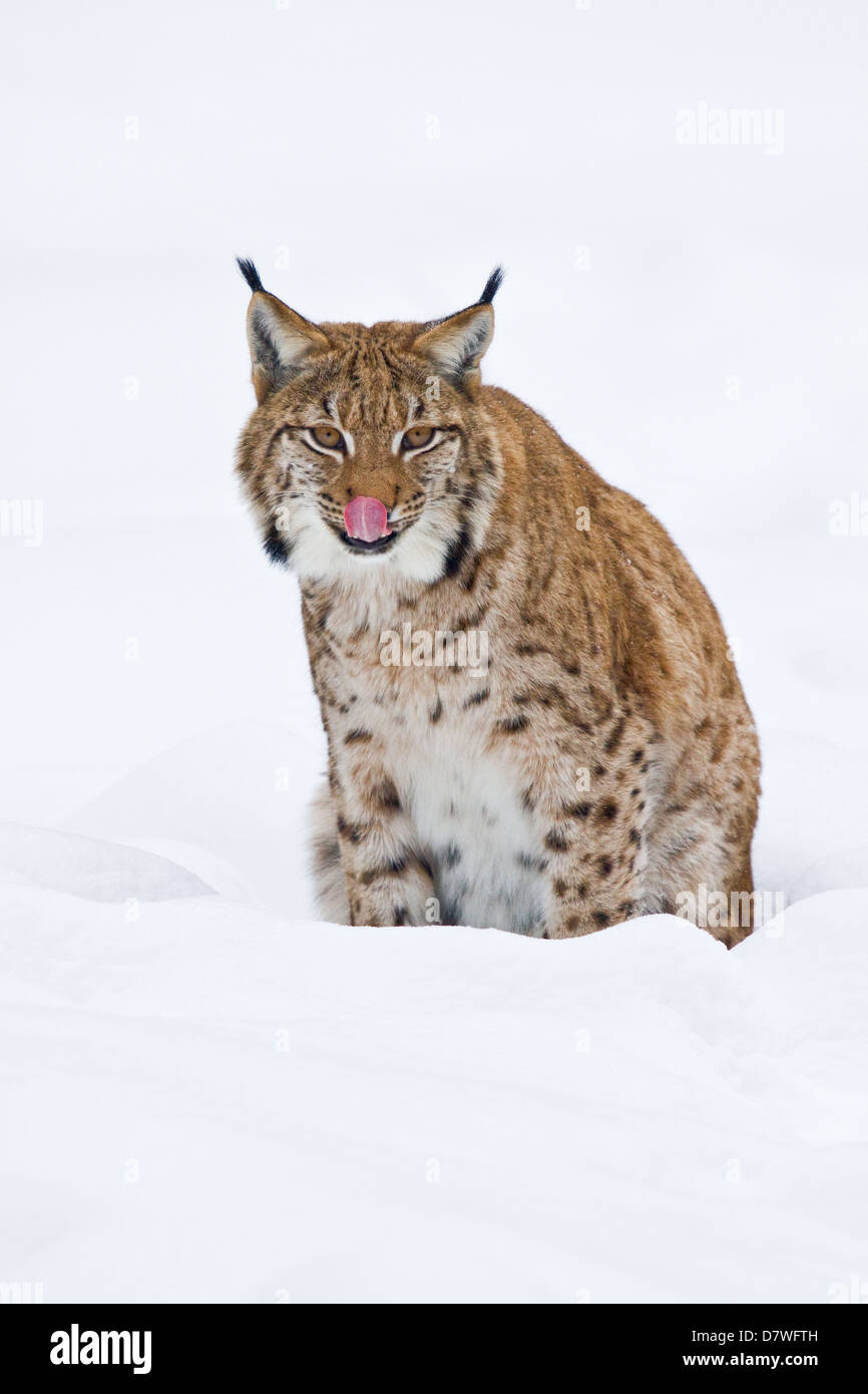 Lynx snow licking hi-res stock photography and images - Alamy