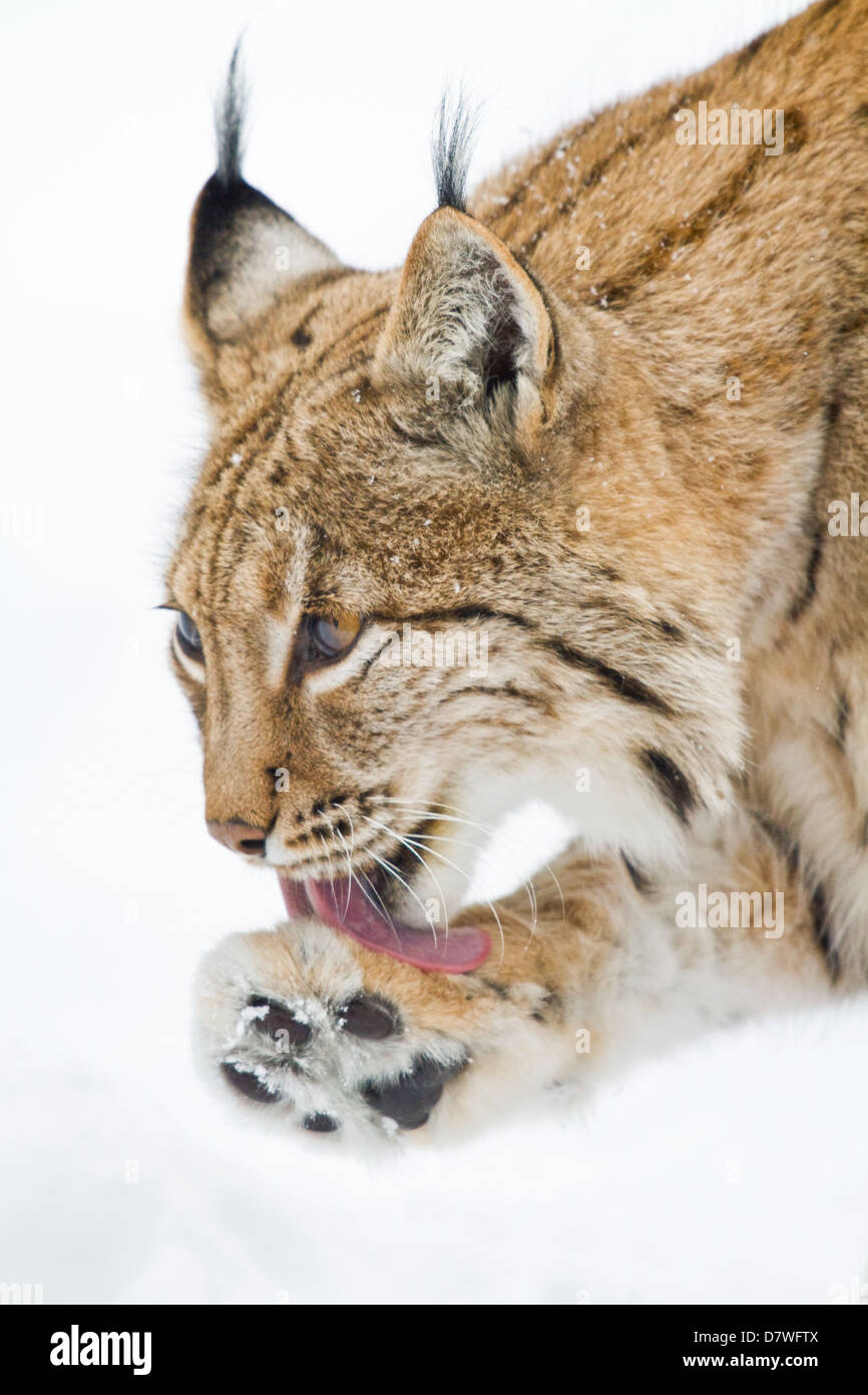 Lynx snow licking hi-res stock photography and images - Alamy