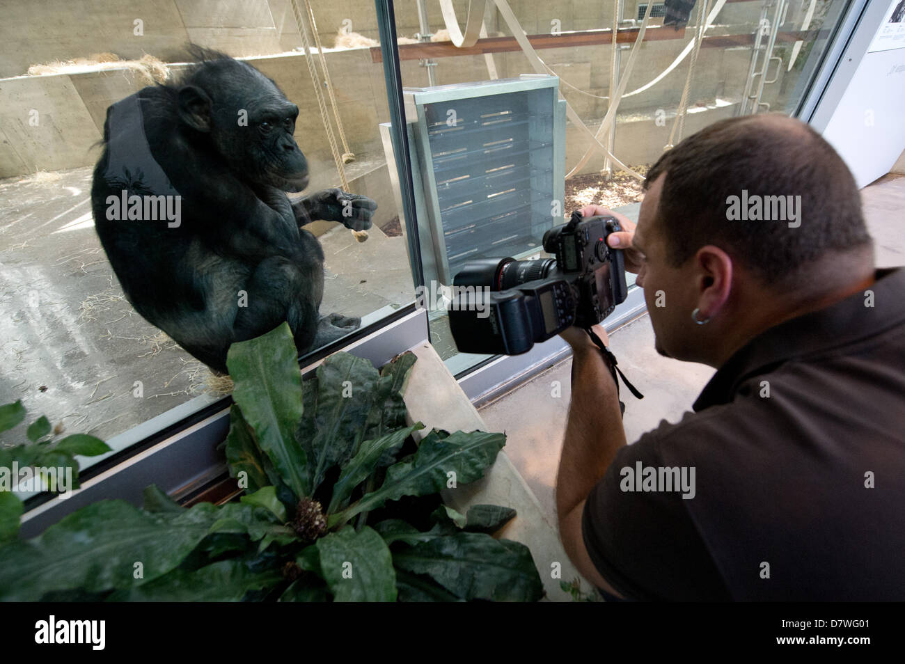 Gorilla house hi-res stock photography and images - Alamy