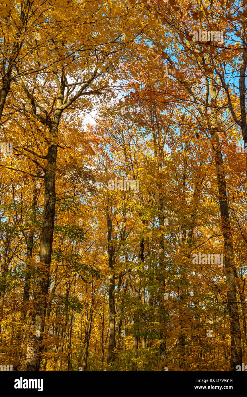 Fall in, Ontario Hilton Falls conservation area Stock Photo - Alamy