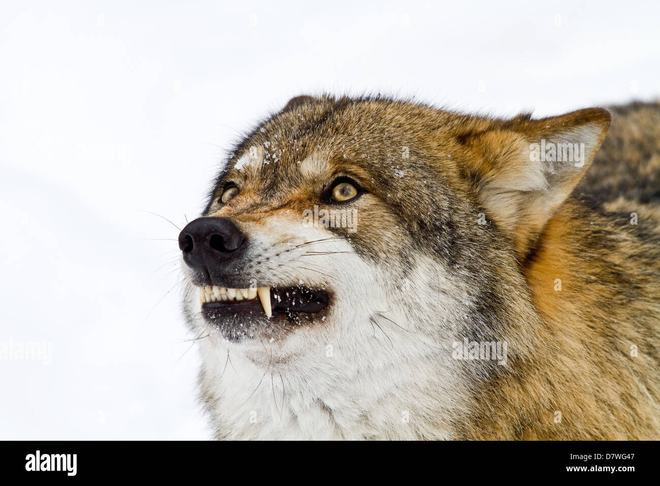 Grey wolf gesture hi-res stock photography and images - Alamy