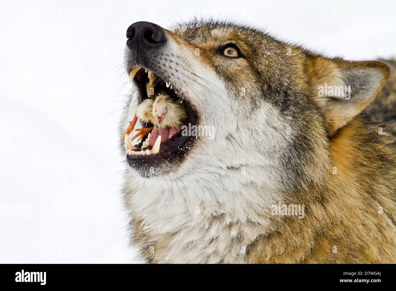 Death of the wolf hi-res stock photography and images - Alamy