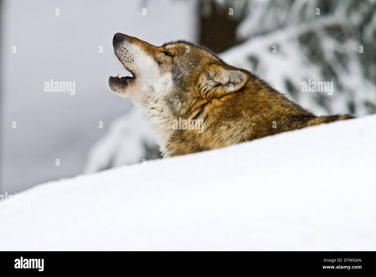Wolf howling profile hi-res stock photography and images - Alamy