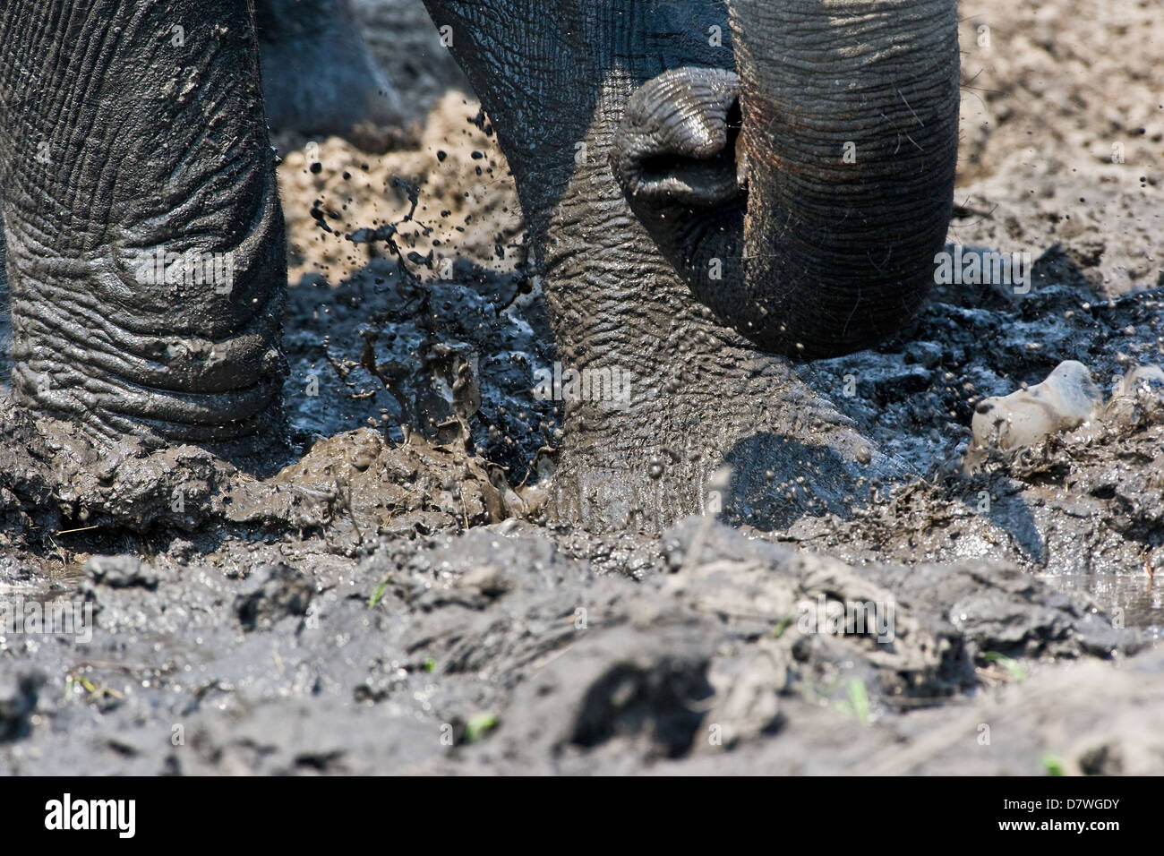 Details of elephant feet hi-res stock photography and images - Alamy