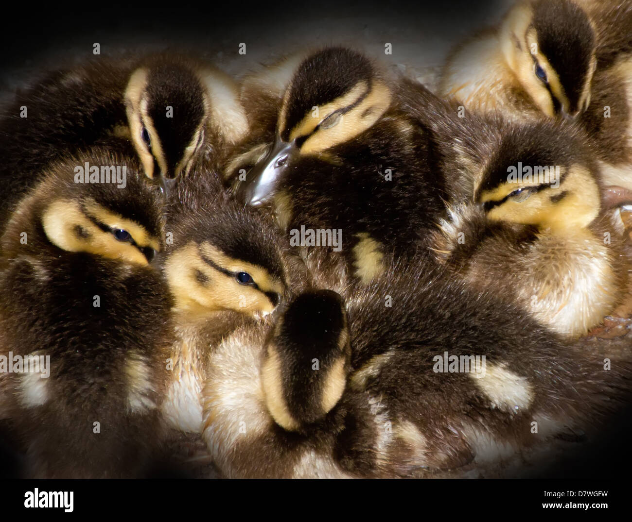 eight newborn ducklings closely together Stock Photo - Alamy