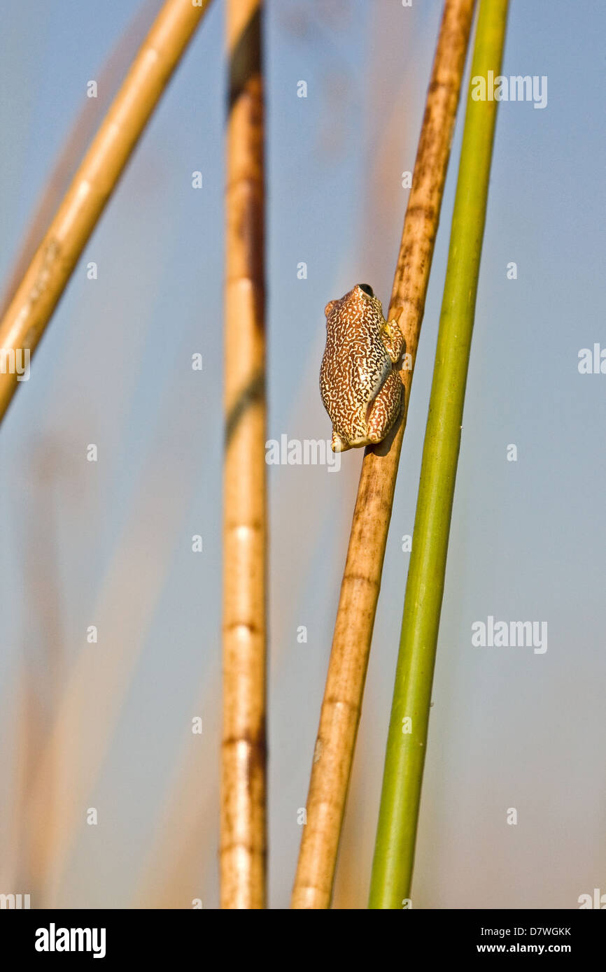 Blue back reed frog hi-res stock photography and images - Alamy
