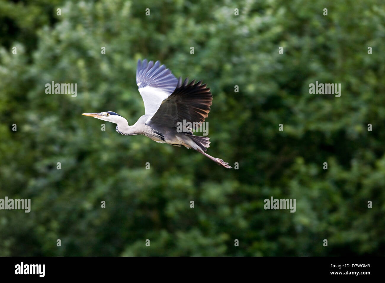 flying grey heron Stock Photo - Alamy