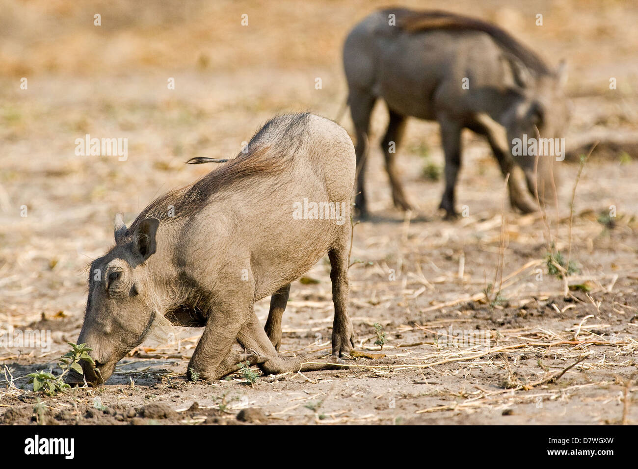 Warthogs wart hog hi-res stock photography and images - Alamy