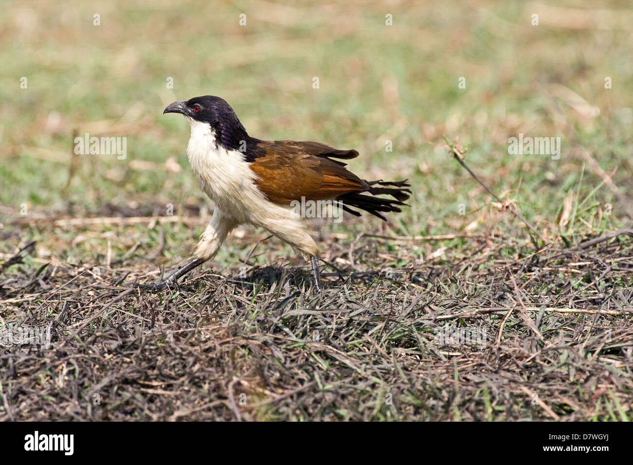 Senegal coucal centropus senegalensis adult hi-res stock photography ...