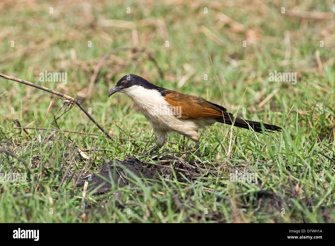 Coucals hi-res stock photography and images - Alamy