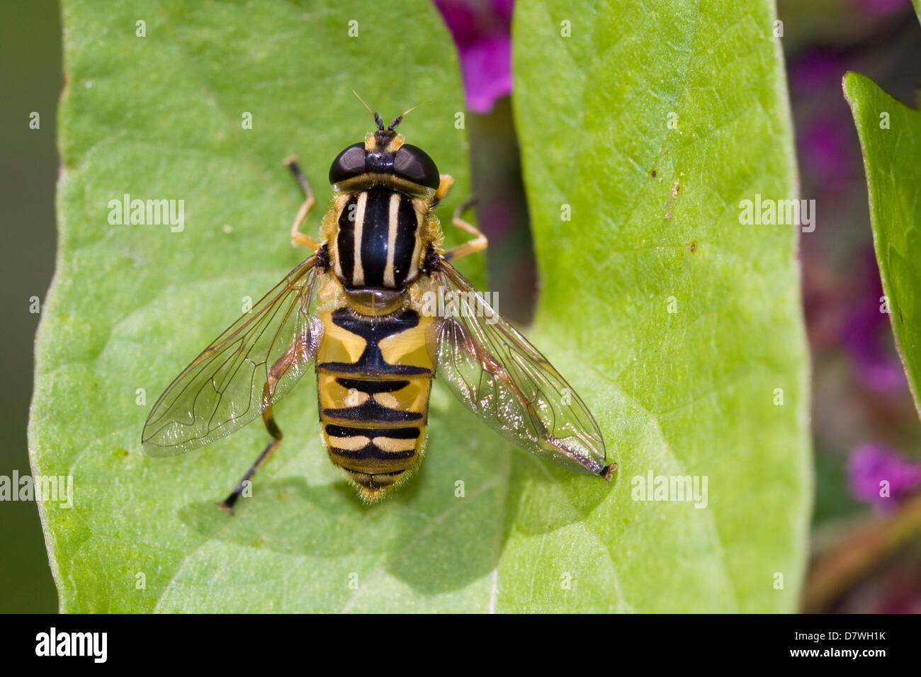 Helophilus Pendulus High Resolution Stock Photography and Images - Alamy