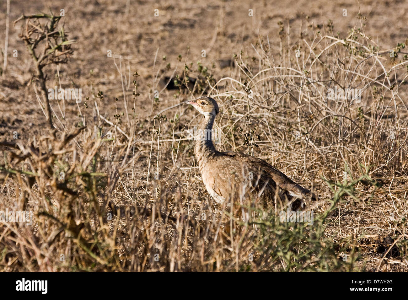 Bush bustards hi-res stock photography and images - Alamy