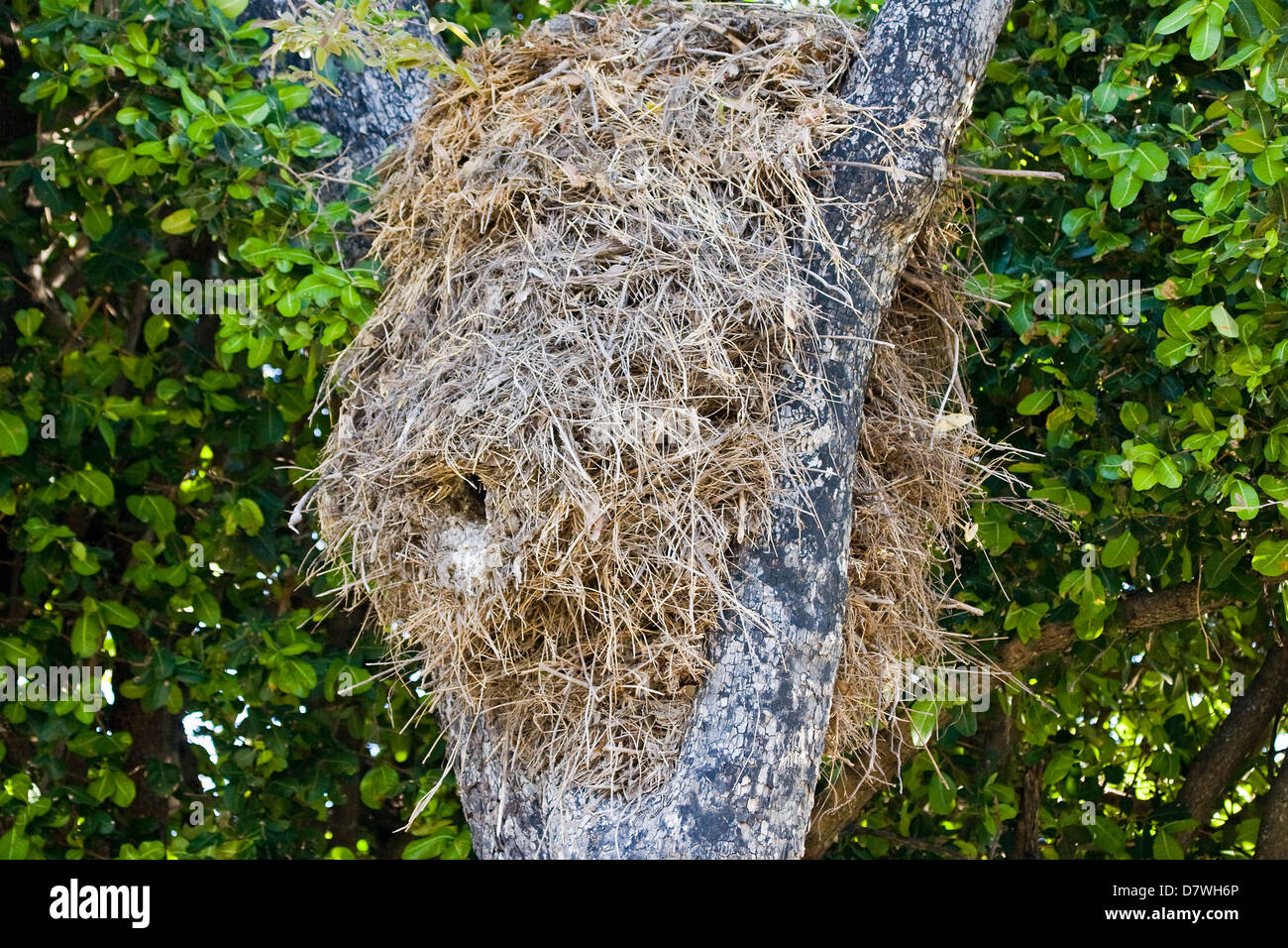 Hamerkop nest hi-res stock photography and images - Alamy