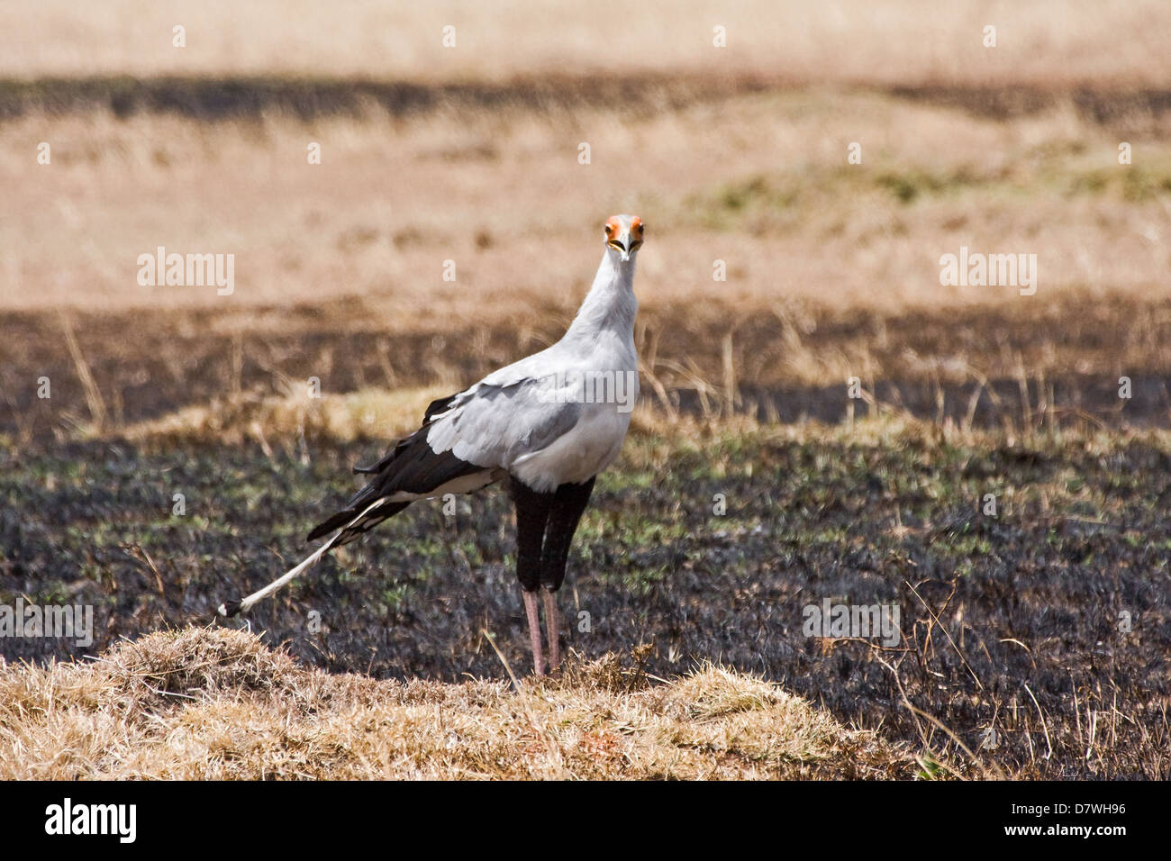Secretarybirds hi-res stock photography and images - Alamy