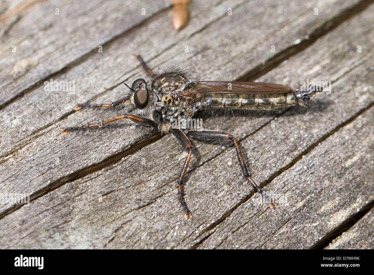 Robber fly hi-res stock photography and images - Alamy