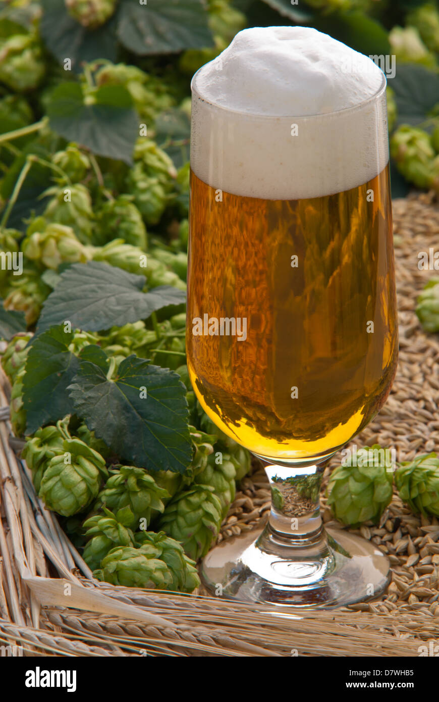 Suds alcohol beer glass ale hop hops beverage hi-res stock photography ...