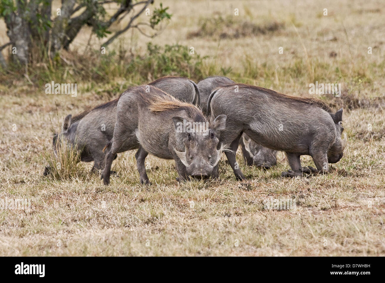 Warthogs wart hog hi-res stock photography and images - Alamy