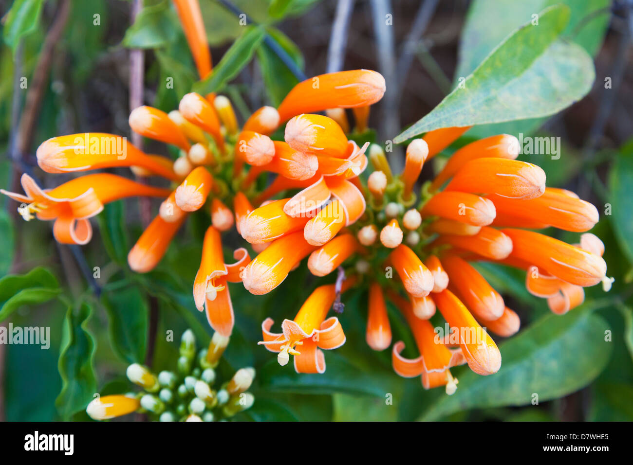 Orange honeysuckle in Maymyo Botanic Gardens, Myanmar Stock Photo - Alamy