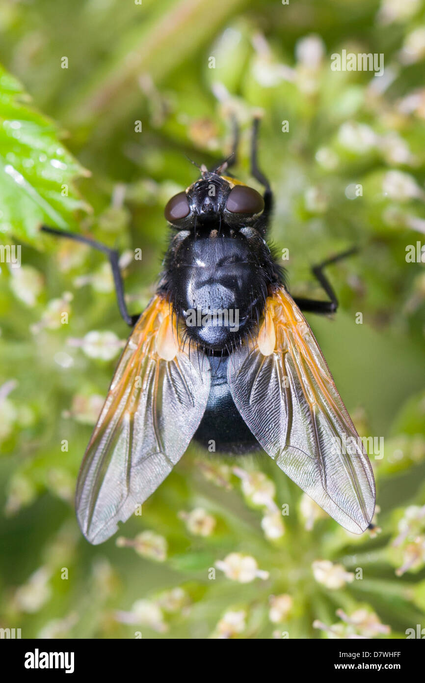 Animal arthropod arthropoda brachycera fly insect insecta natural ...