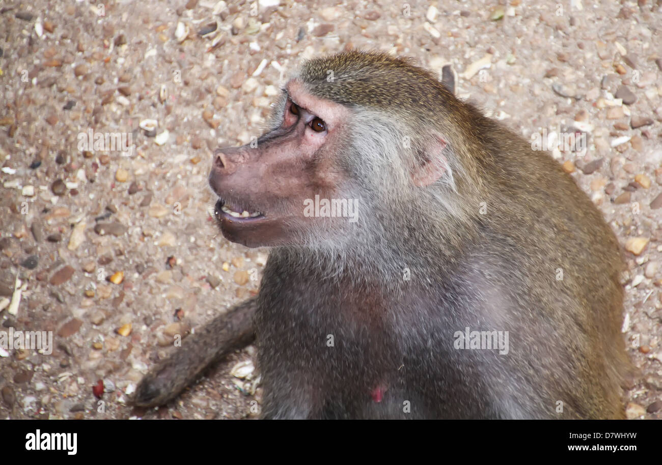 Papion baboon sitting quietly Stock Photo - Alamy