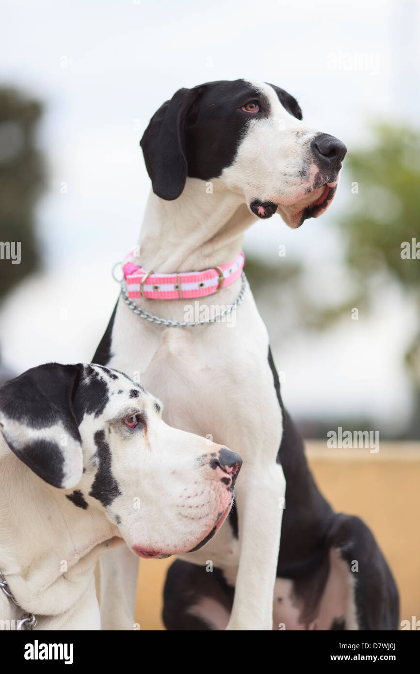 Great dane hi-res stock photography and images - Alamy