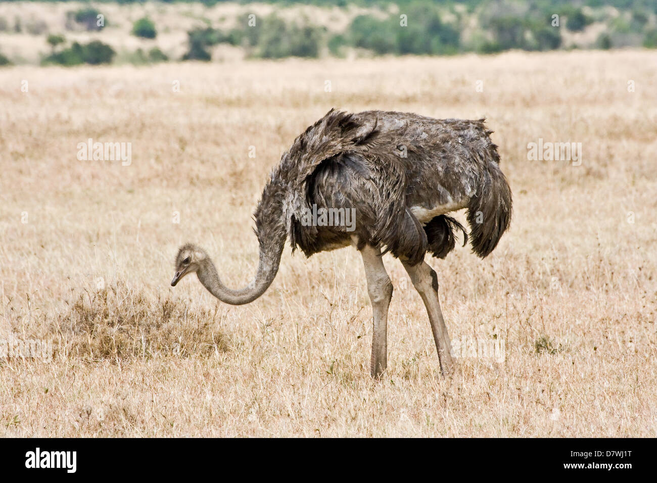 1 ostrich standing hi-res stock photography and images - Alamy