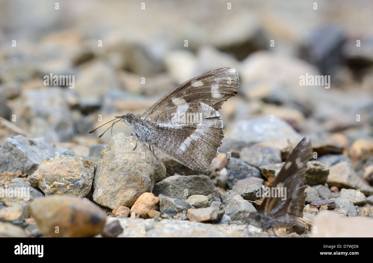 beautiful White-spotted Beak butterfly (Libythea narina rohini) on the ...