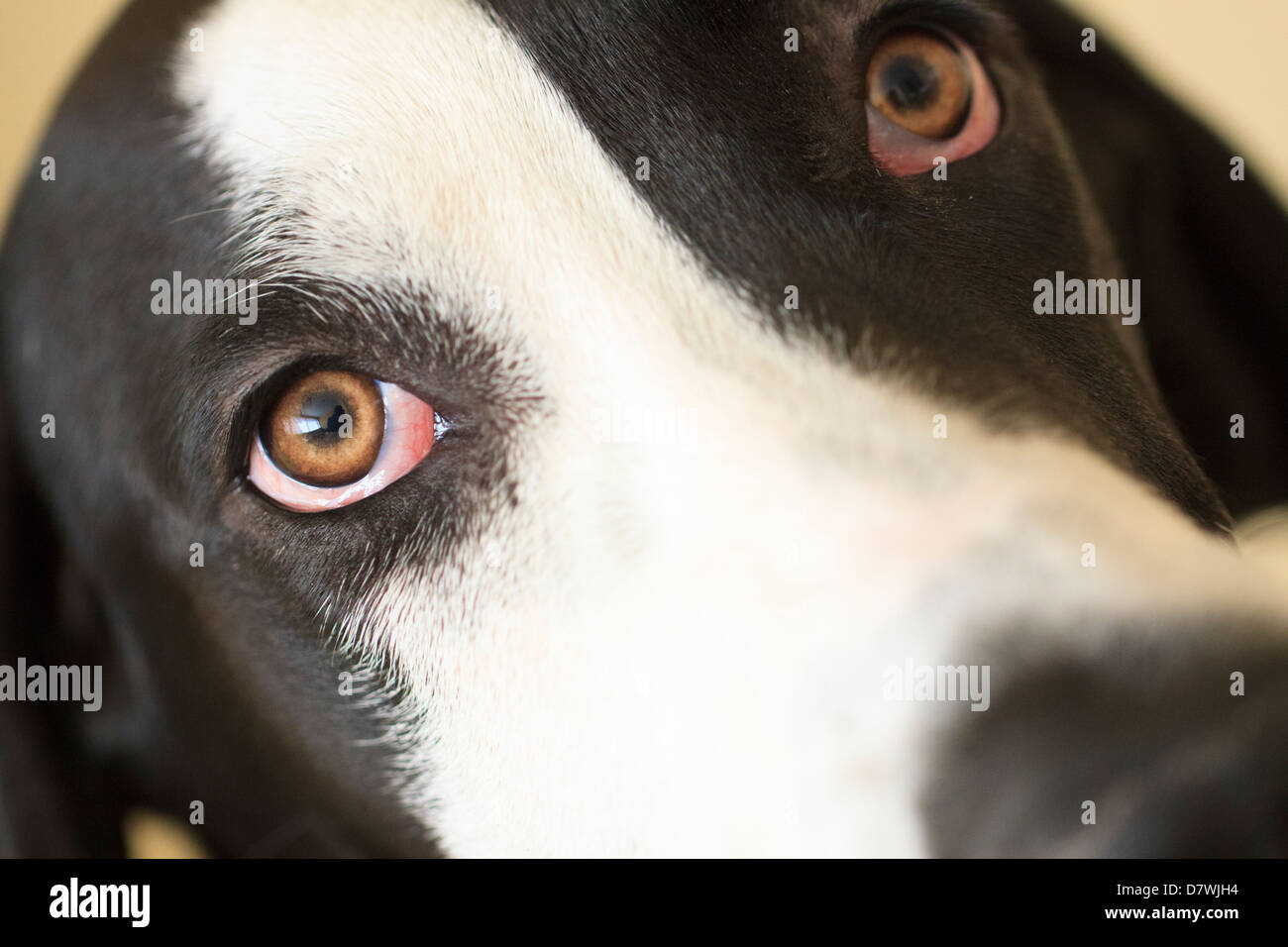 Danish Dane Danes High Resolution Stock Photography and Images - Alamy