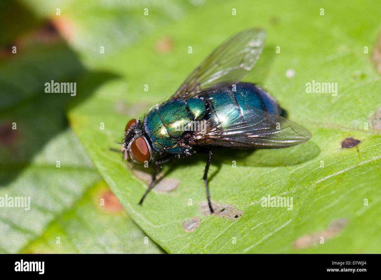 Blue bottle fly hi-res stock photography and images - Alamy