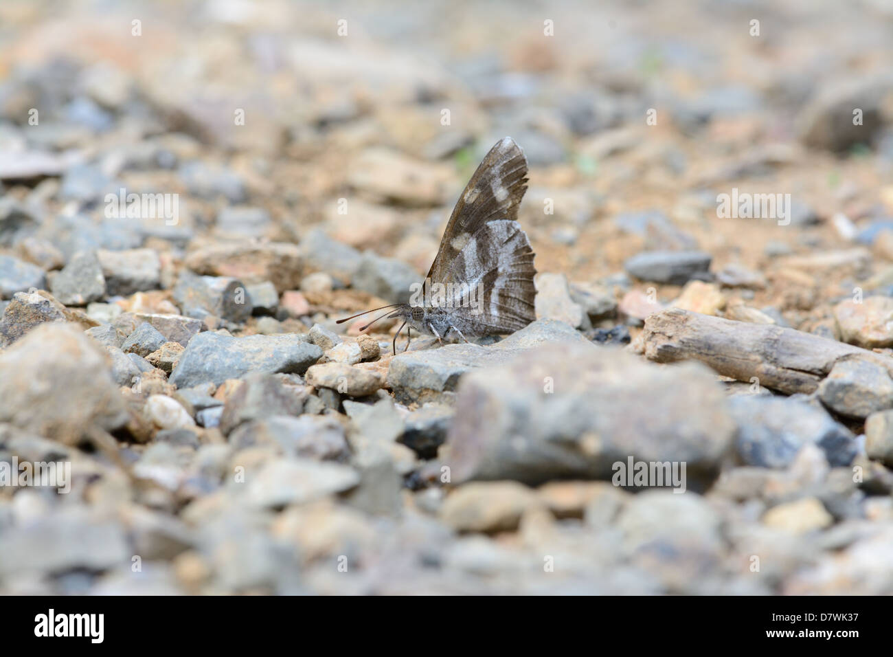 White spotted wings hi-res stock photography and images - Alamy