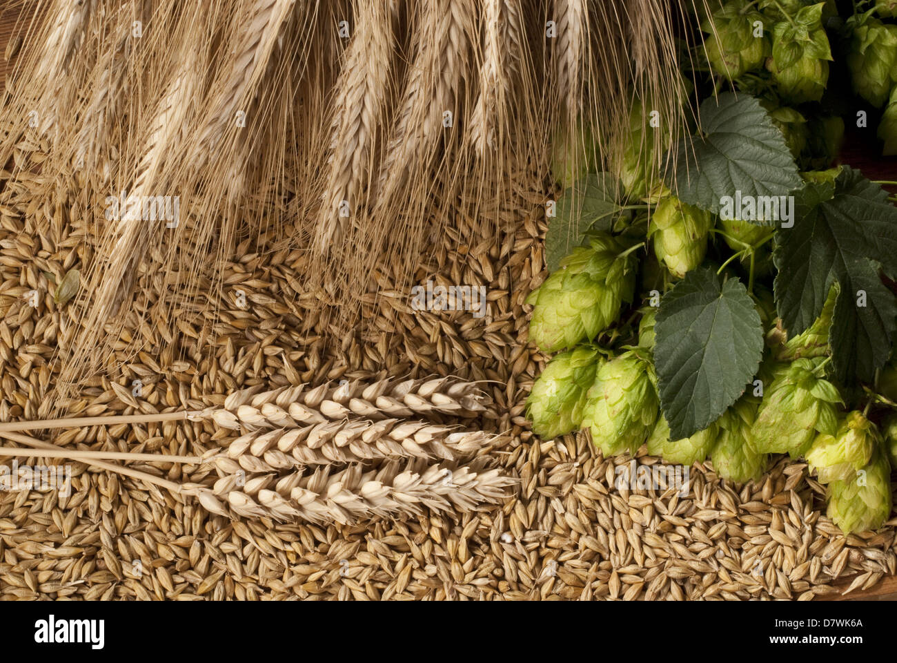 hop cones and barley Stock Photo - Alamy