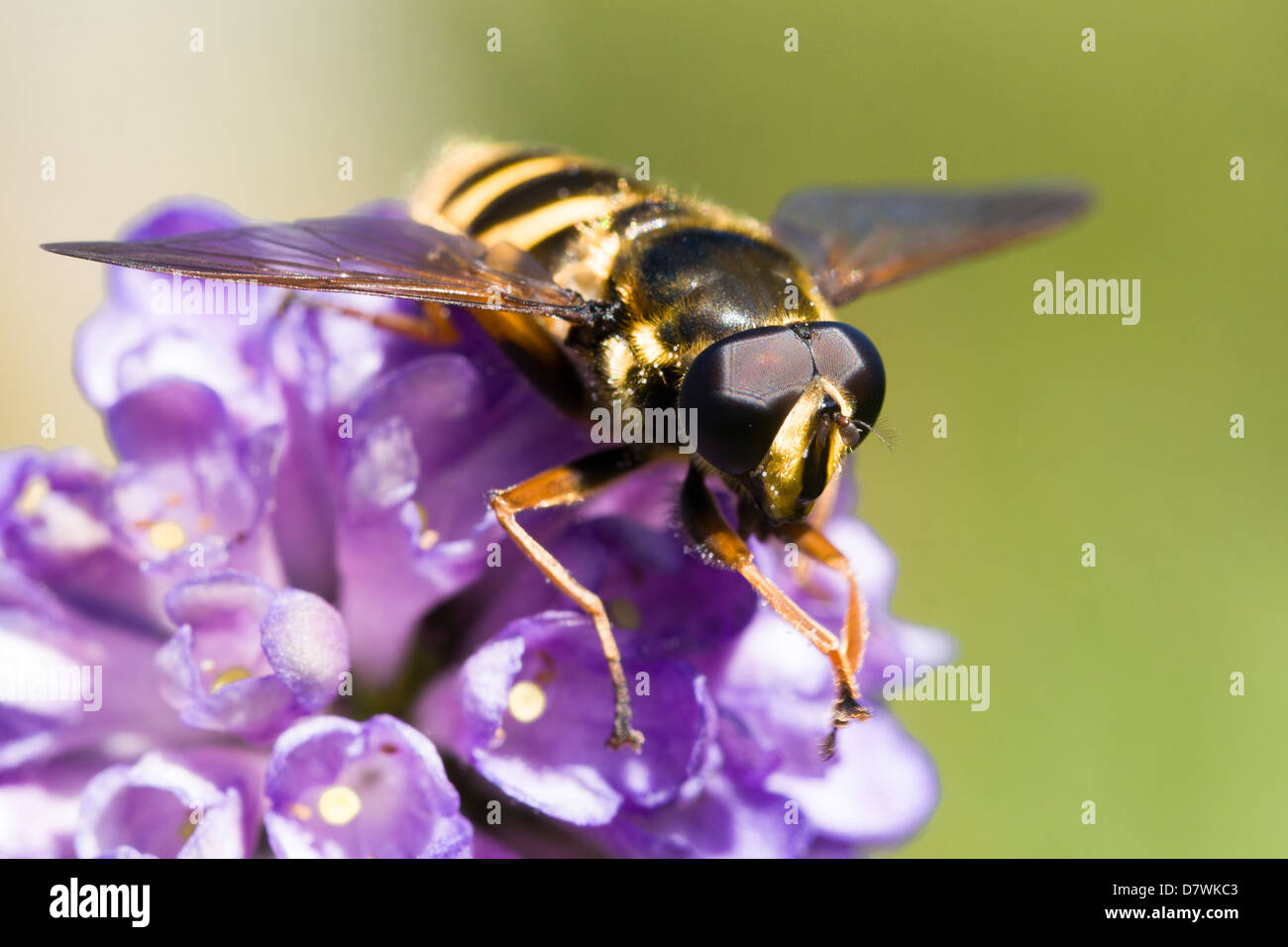 Animal Arthropod Arthropoda Brachycera Fly Insect Insecta Natural ...
