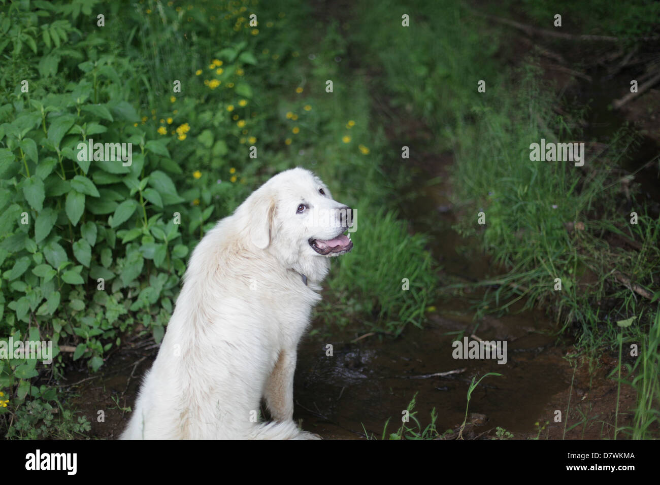 Great Pyrenees High Resolution Stock Photography and Images - Alamy