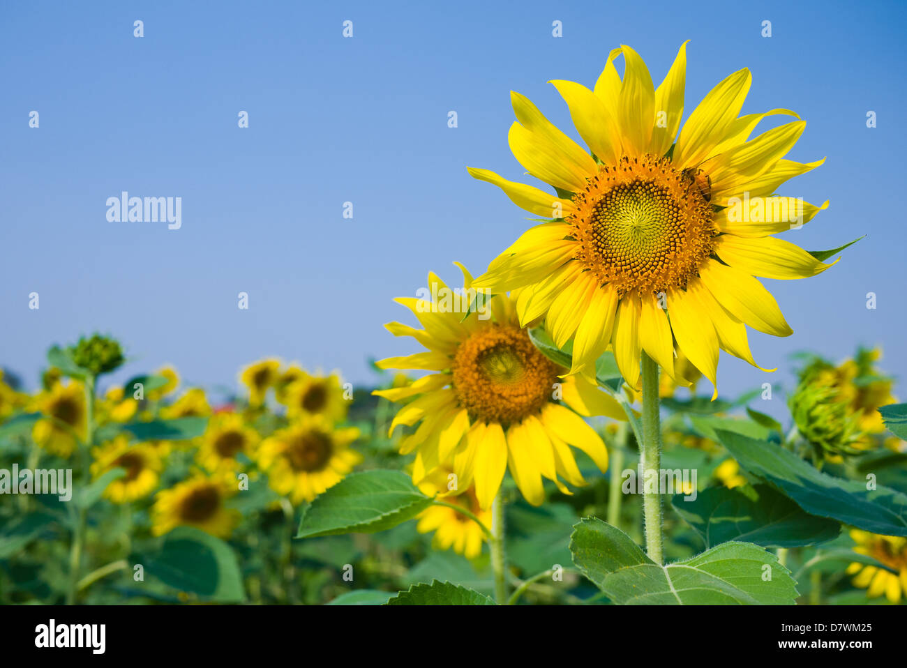 Sunflower fields hi-res stock photography and images - Alamy