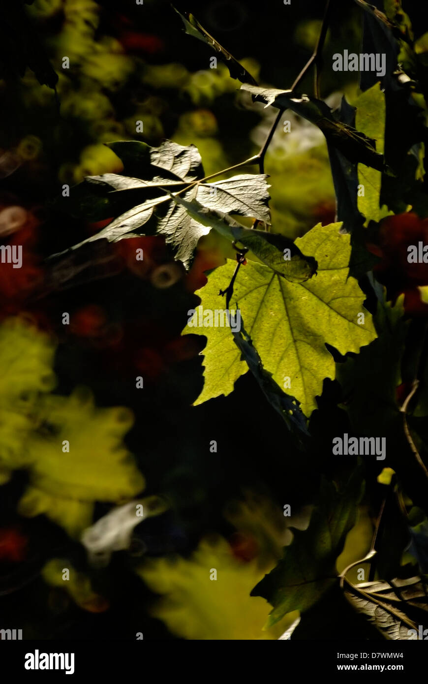 Tree Few Leaves High Resolution Stock Photography and Images - Alamy