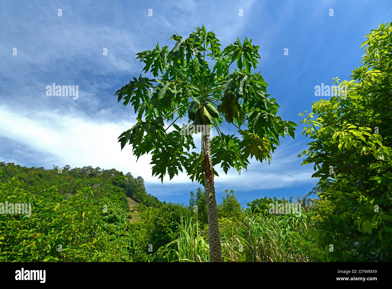 Asia Malaysia Penang papaya tree Stock Photo - Alamy