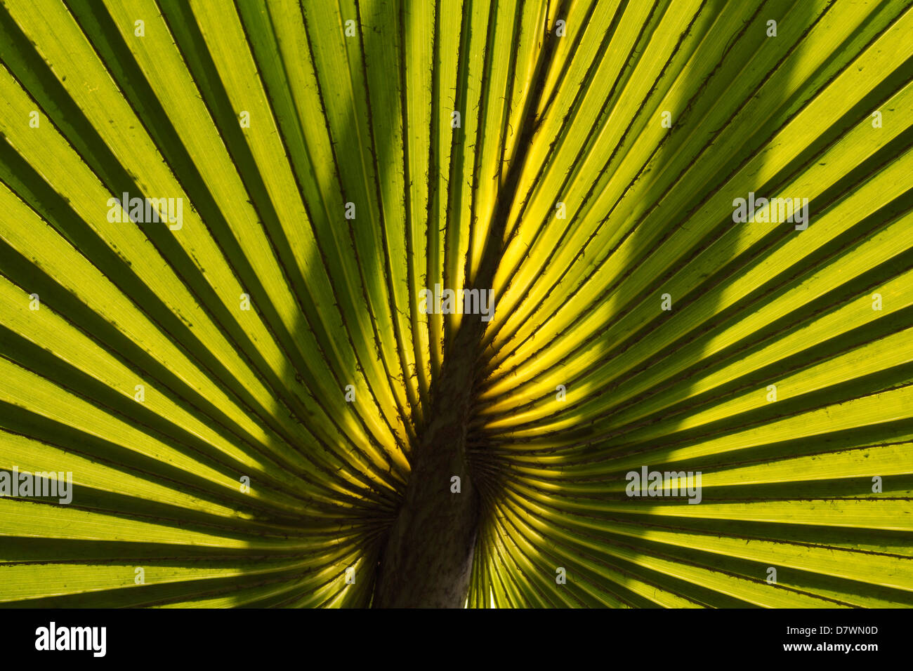 Back-lit palm leaf in Yangon, Myanmar 2 Stock Photo - Alamy