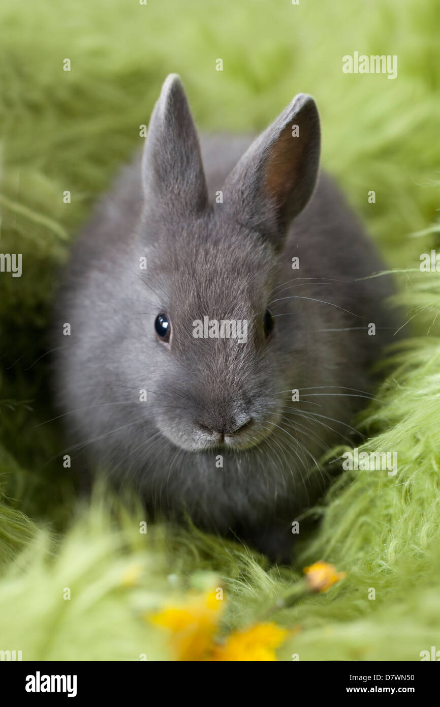 Cute fluffy bunny hi-res stock photography and images - Alamy
