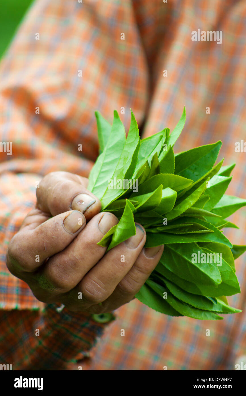Thai tea plantation tree hi-res stock photography and images - Alamy