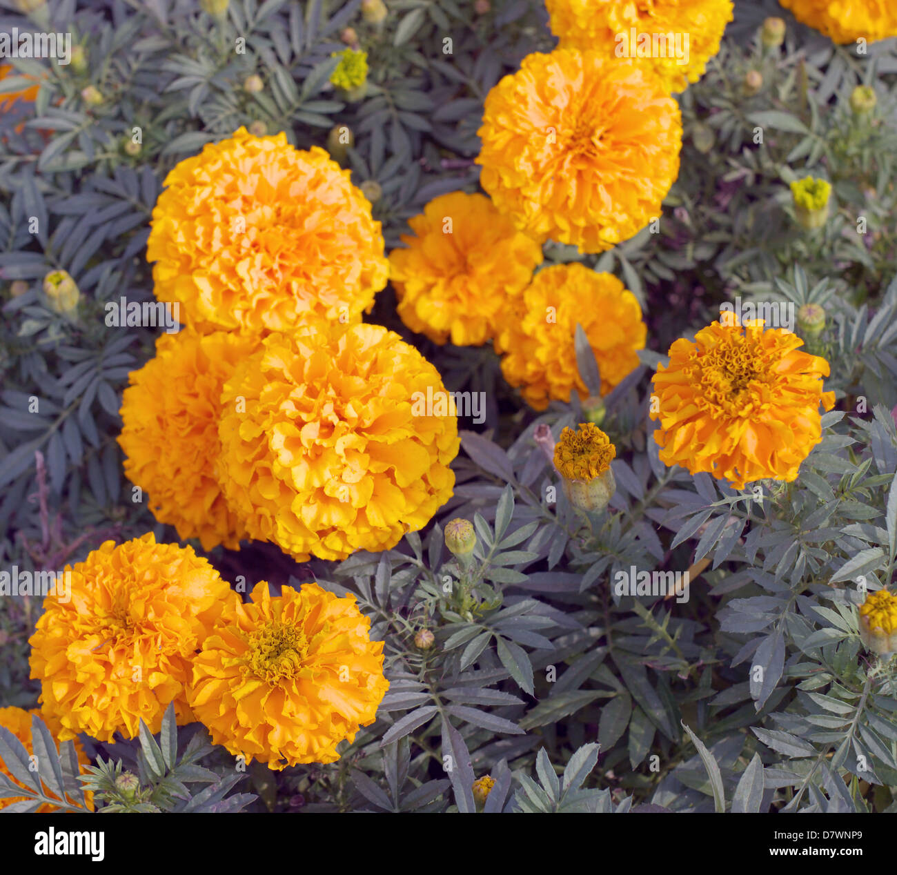Scrubby grass hi-res stock photography and images - Alamy