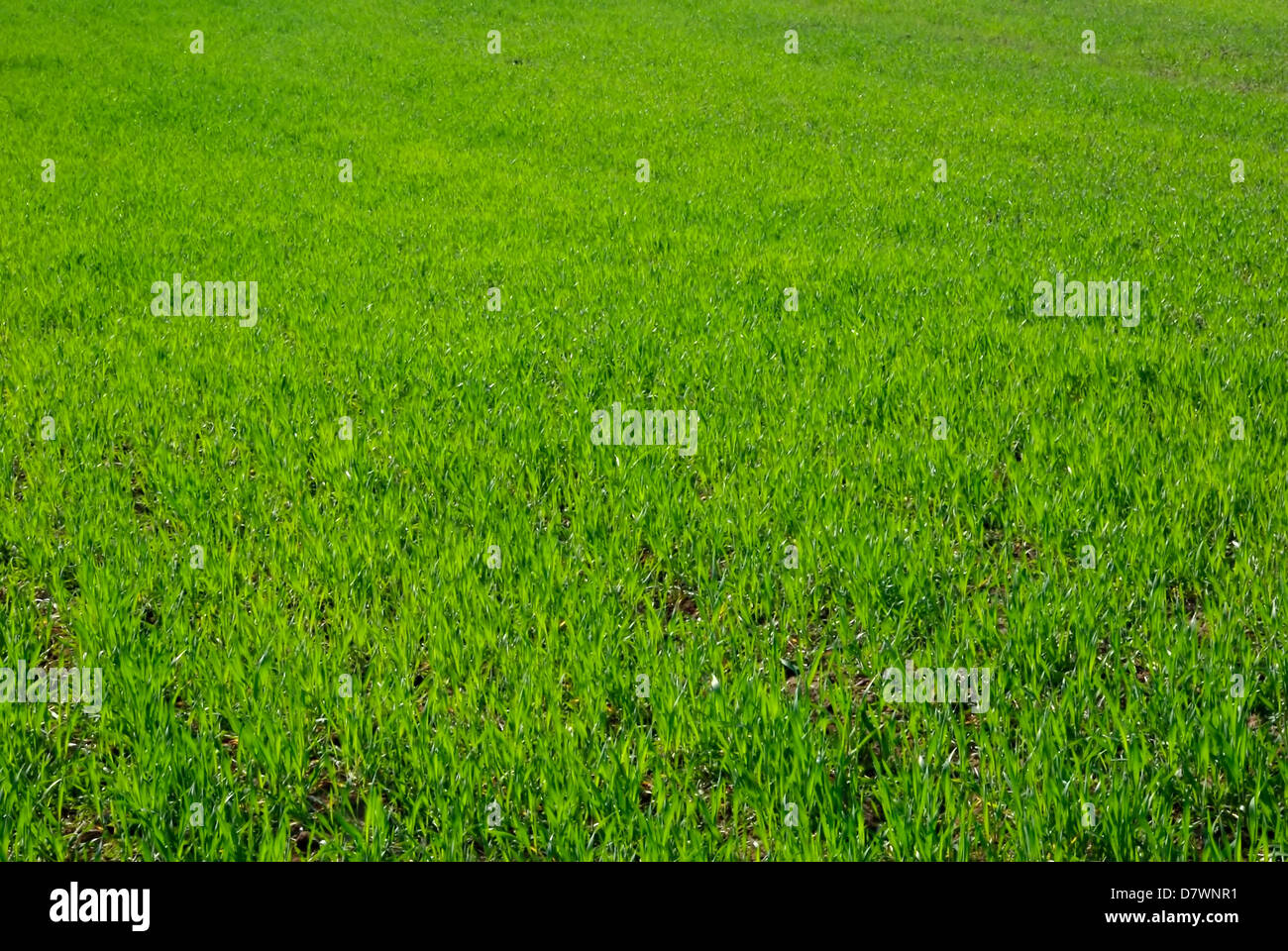 Just a field with fresh spring green grass and nothing else Stock Photo ...
